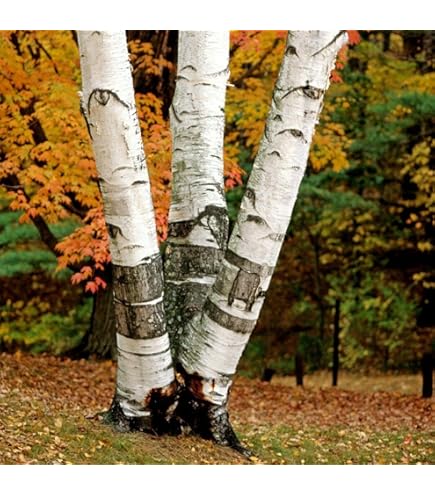 Abedul Arboles Paisajismo Amazon.com: Árboles De Abedul De Río Para