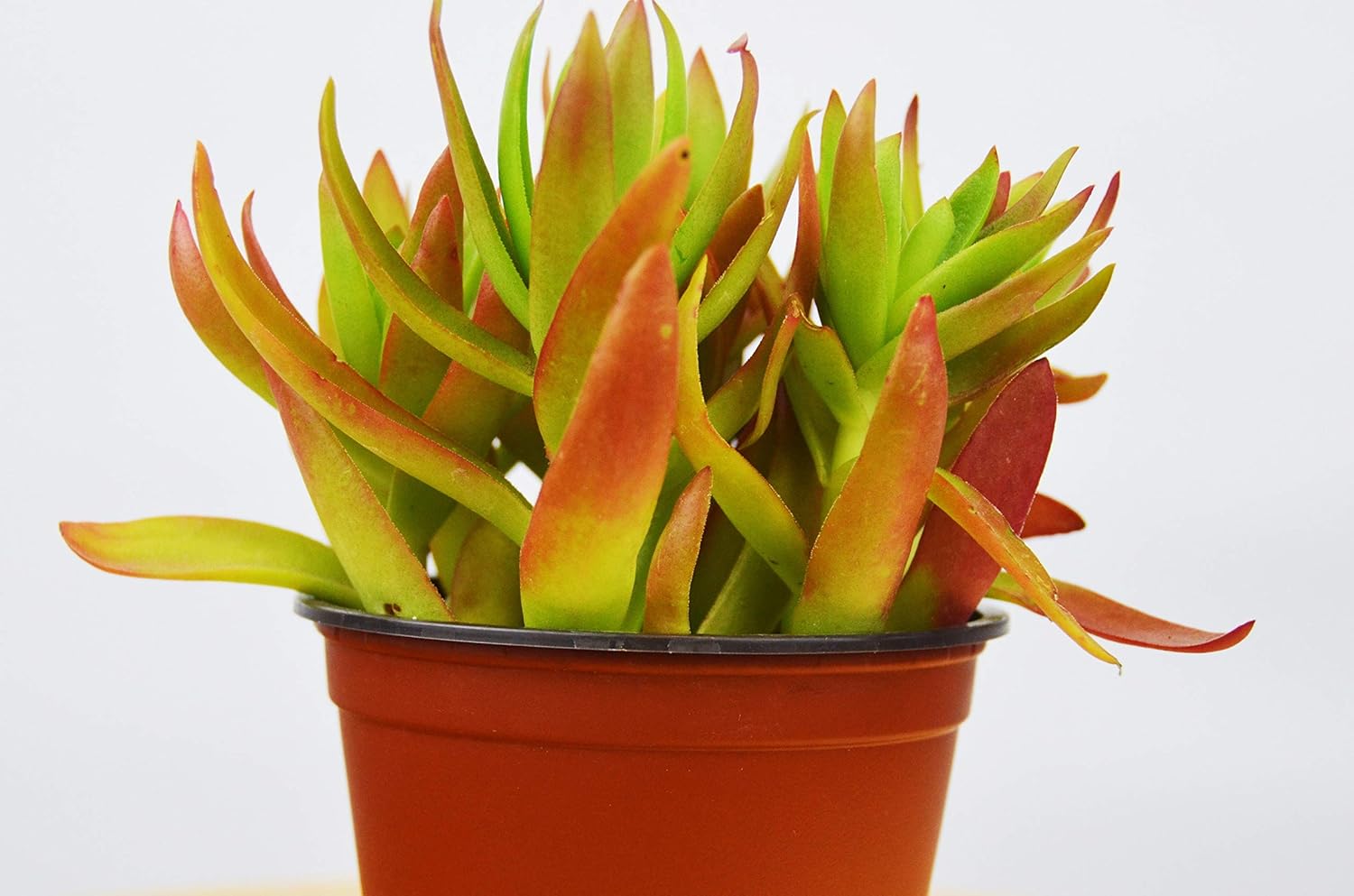 Amazon.com : Crassula Capitella 'Campfire' Succulent / 4" Pot/Live Home ...