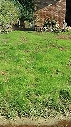 Amazon.com : GRASS SEED PREMIUM RYE GULF ANNUAL OREGON GROWN 50 LBS ...