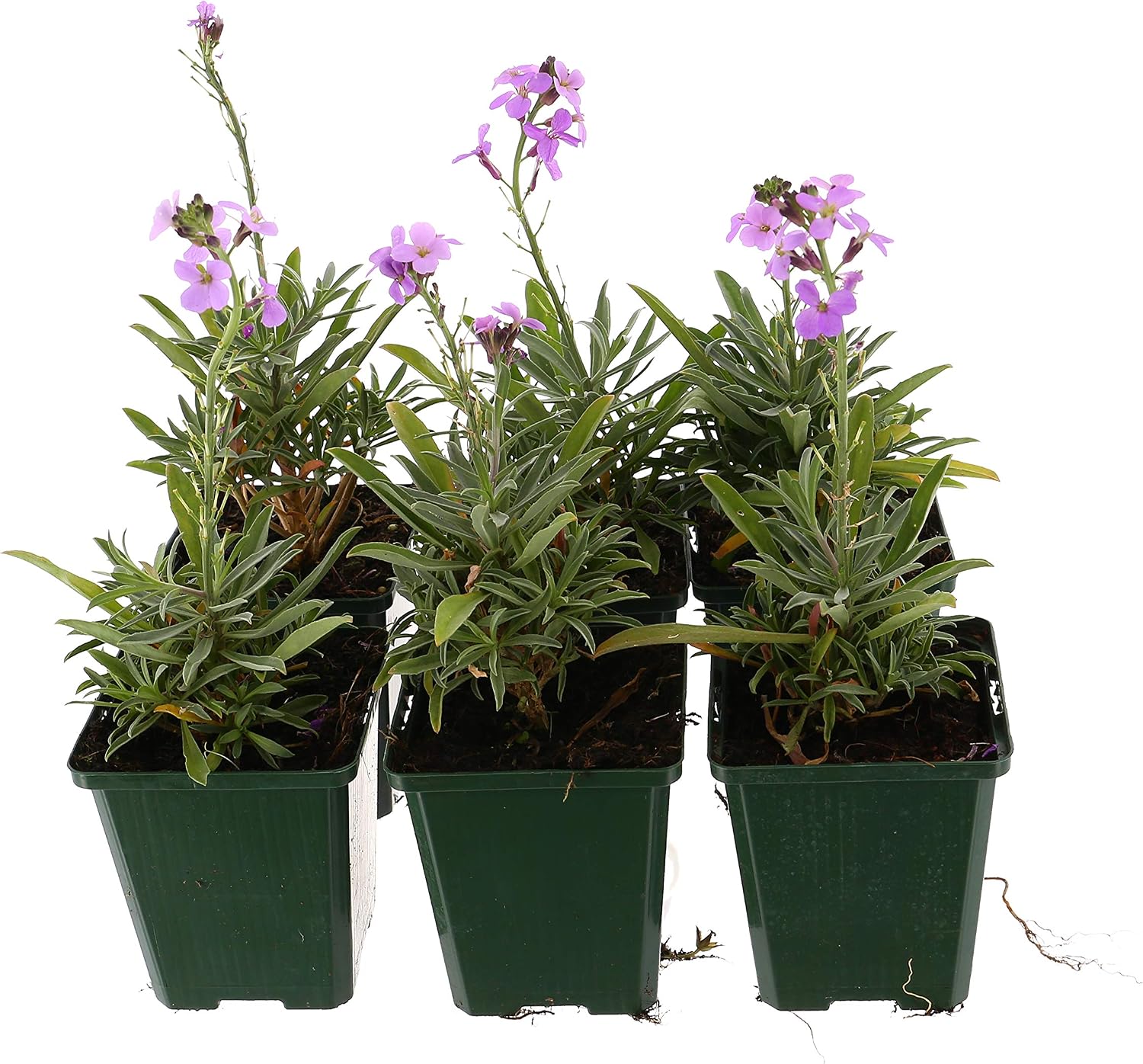 Erysimum Bowles Mauve Perennial Plant Set 6 x 9cm Pots Live Plants ...