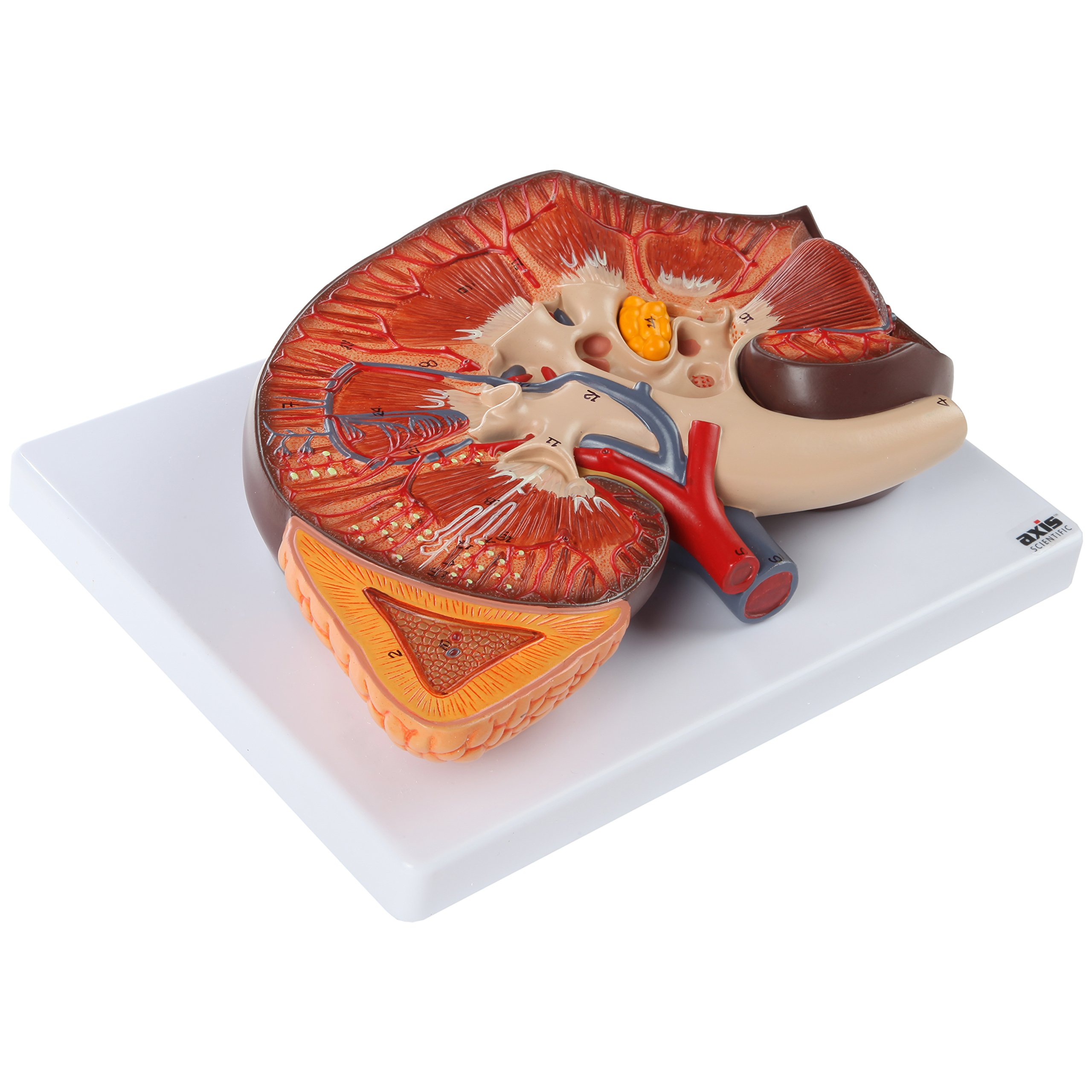 Mua Axis Scientific Human Kidney Model | Anatomical Model is Enlarged ...