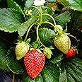 Amazon.com : Everbearing Strawberry Plants - Harvest Strawberries Two ...