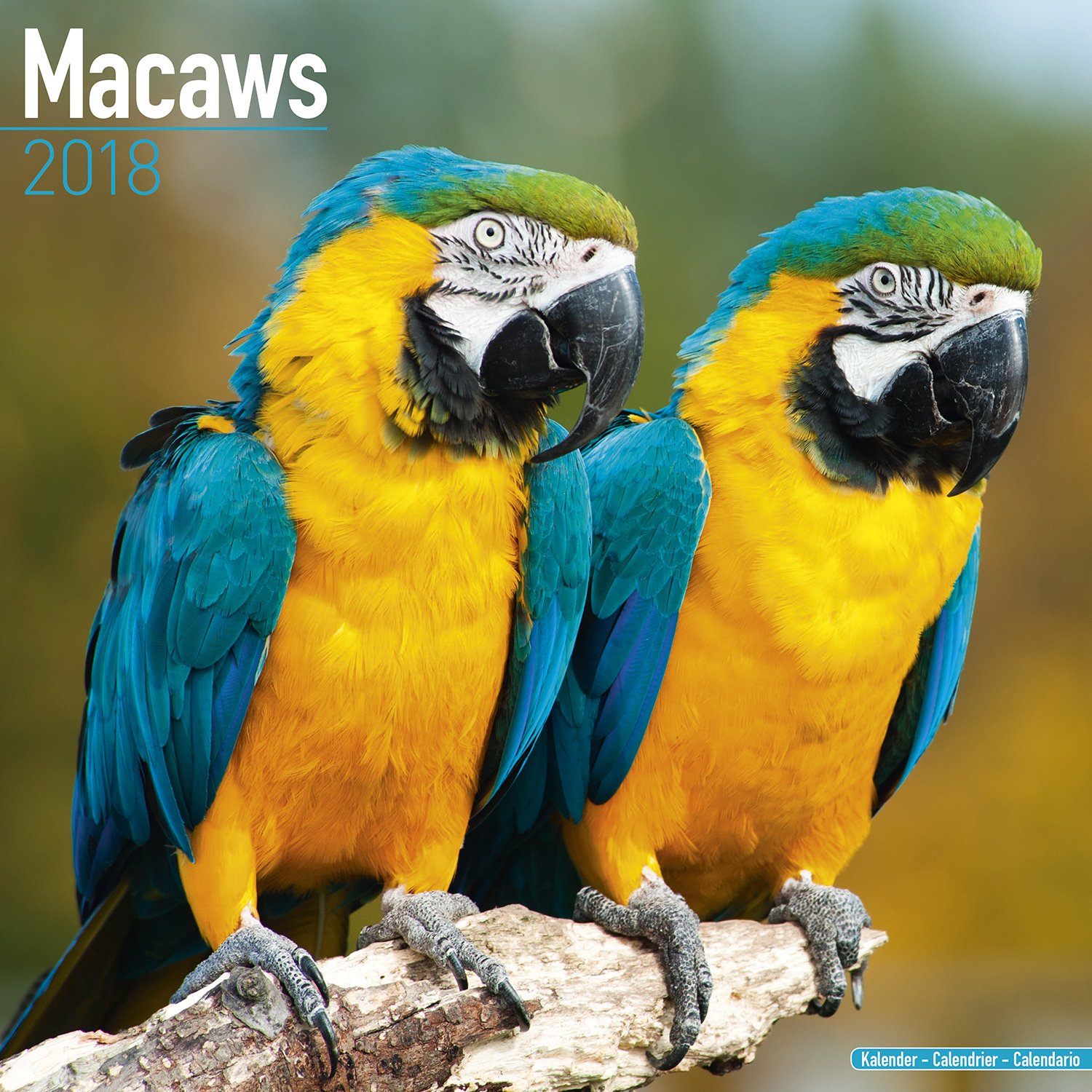 Amazon.com : Macaws Calendar - 2018 Tropical Birds Wall calendar ...