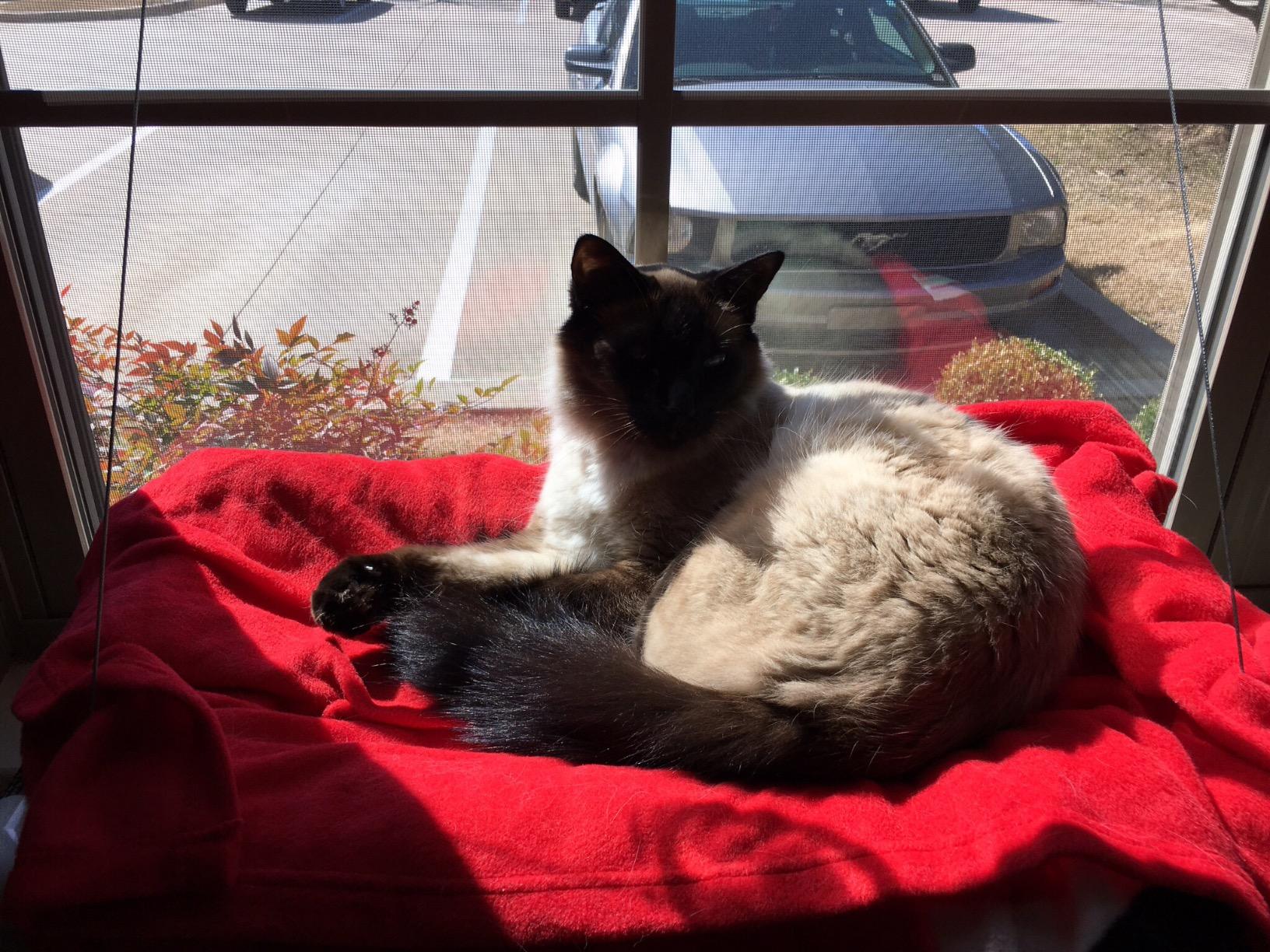 Pictures – Kitty Cot Original™