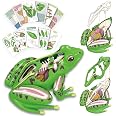 Amazon.com: 4D Vision Frog Anatomy Model, 23 Part Puzzle of Frog and 11 ...