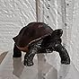Amazon.com: MOJO Giant Turtle Realistic International Wildlife Toy ...