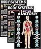 Human Anatomy & Body Systems Laminated Posters - 14x19.5, Science ...