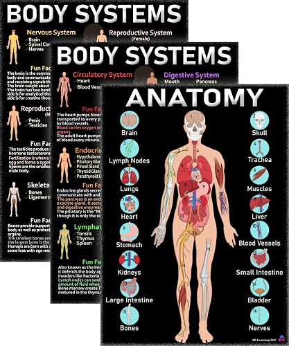 Human Anatomy & Body Systems Laminated Posters - 14x19.5, Science ...