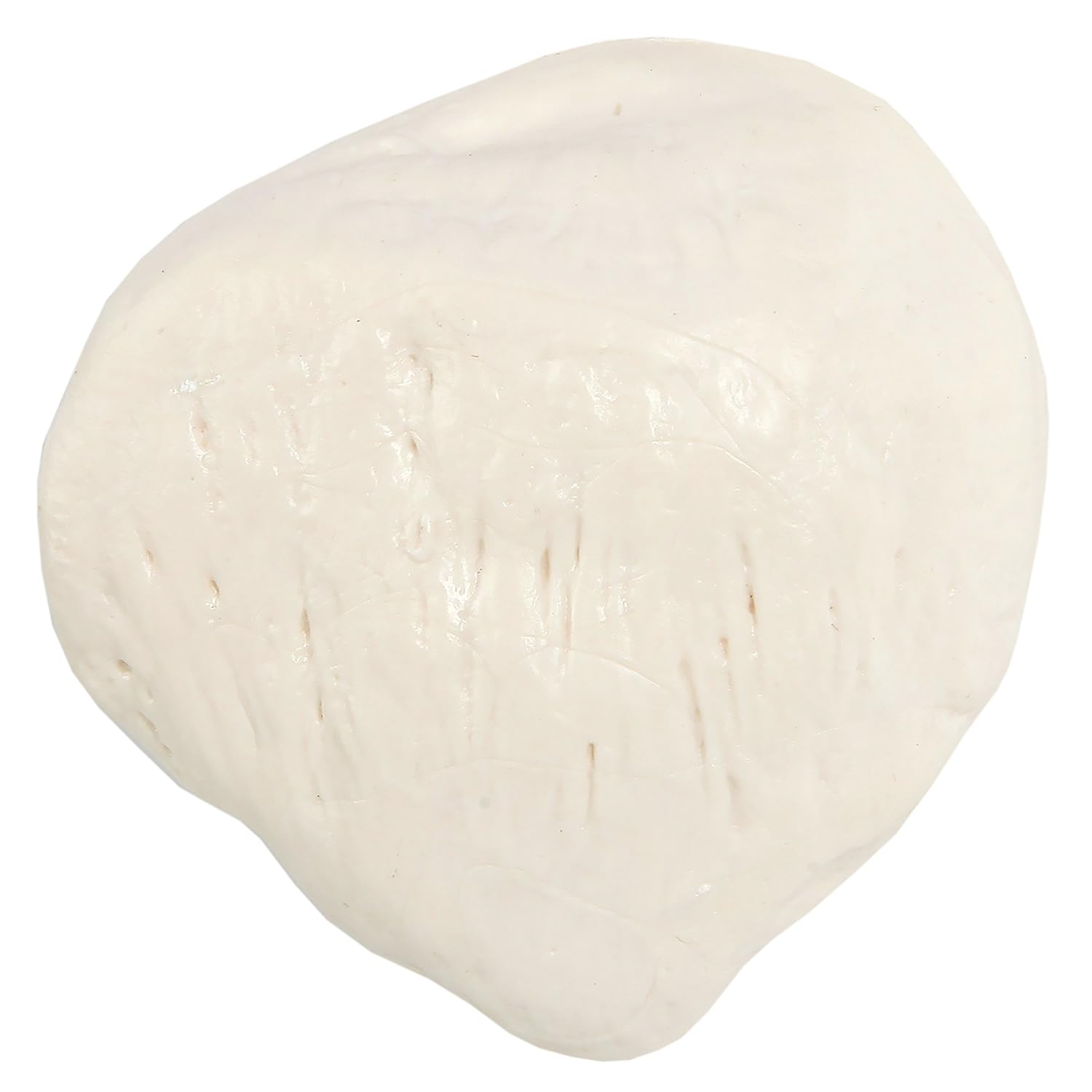 Left 3 Year Warranty Axis Scientific Patella Bone Model Cast from a ...