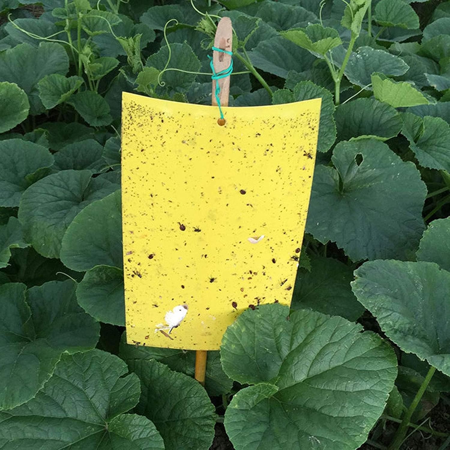 Sticky Insect Board Catcher Sticky Board Stickers For Plant Insect ...
