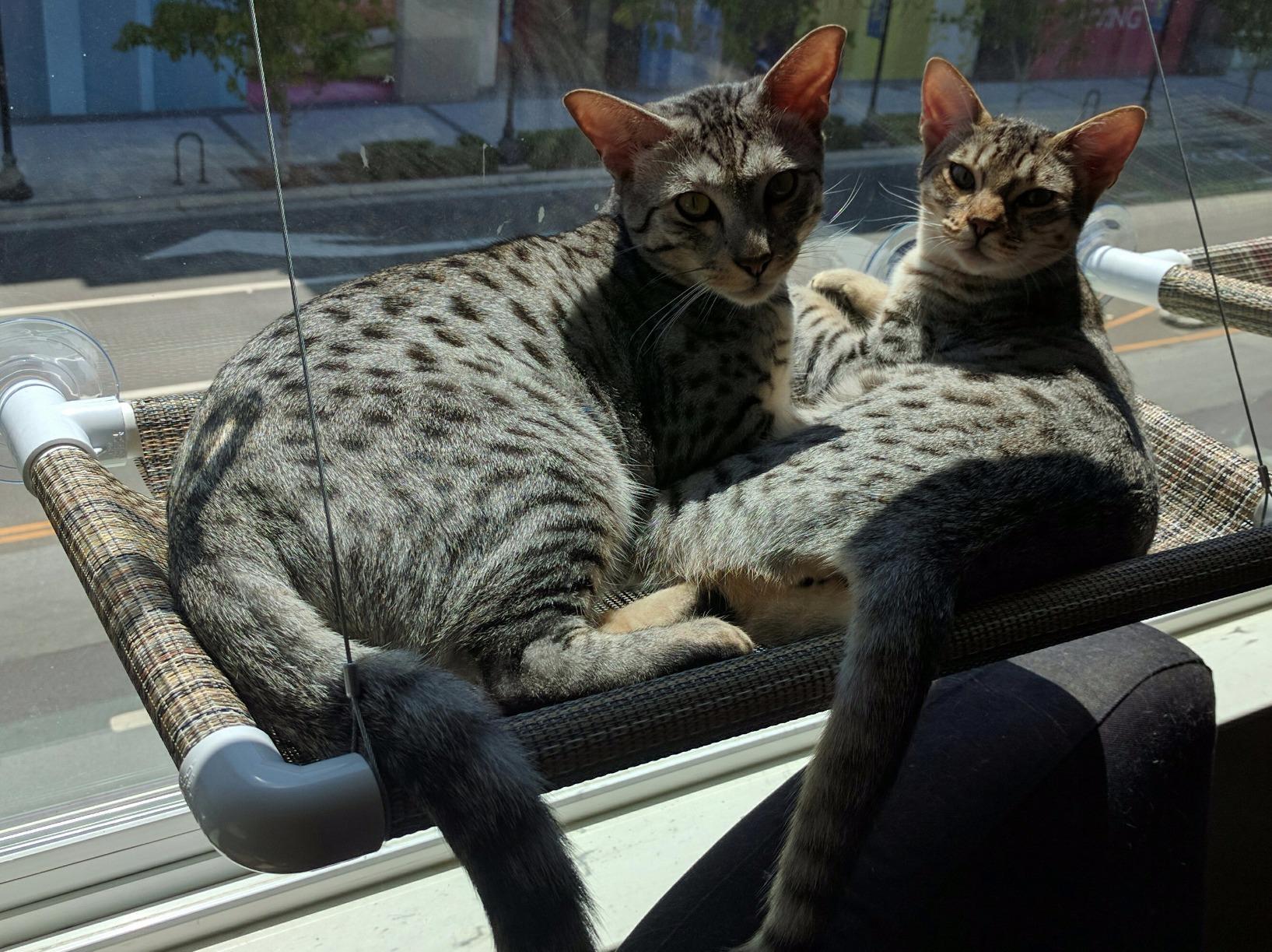 Pictures – Kitty Cot Original™