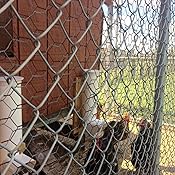 Amazon.com : Royal Rooster Chicken Poultry Feeder with Rain Cover – 6.5 ...