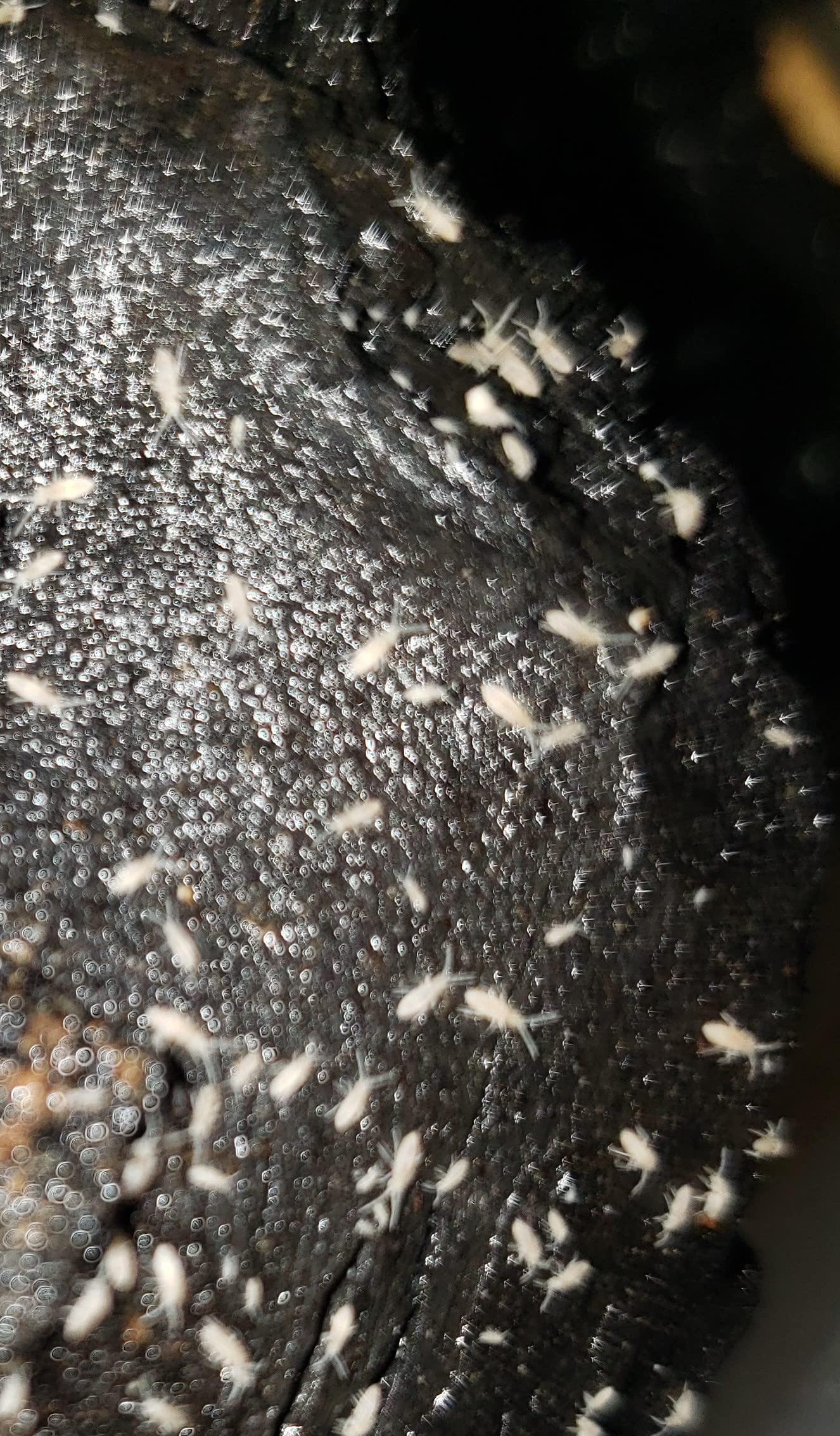 Mua Combo 5+ Magic Potion Isopod and Springtail Culture, Terrarium ...