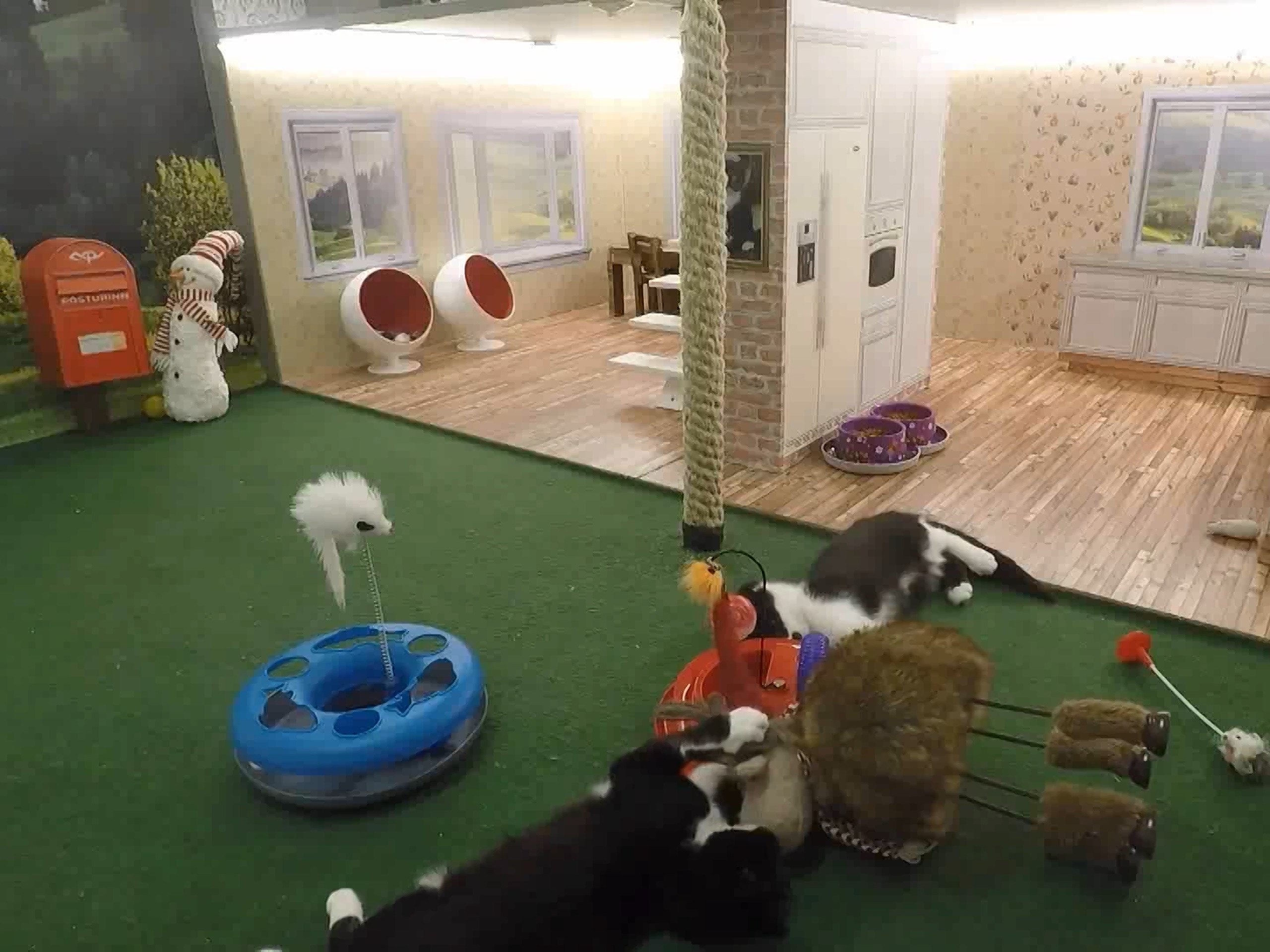 Watch Meow Manor - Season 1 | Prime Video