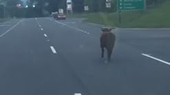 Amazon.com : Nrs Pierce Standard Cattle Siren : Camera & Photo