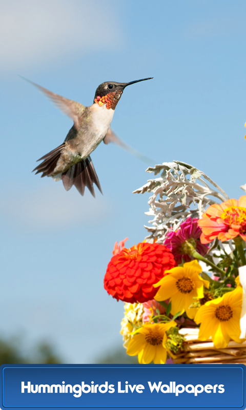 Hummingbirds Live Wallpapers:Amazon.com:Appstore for Android