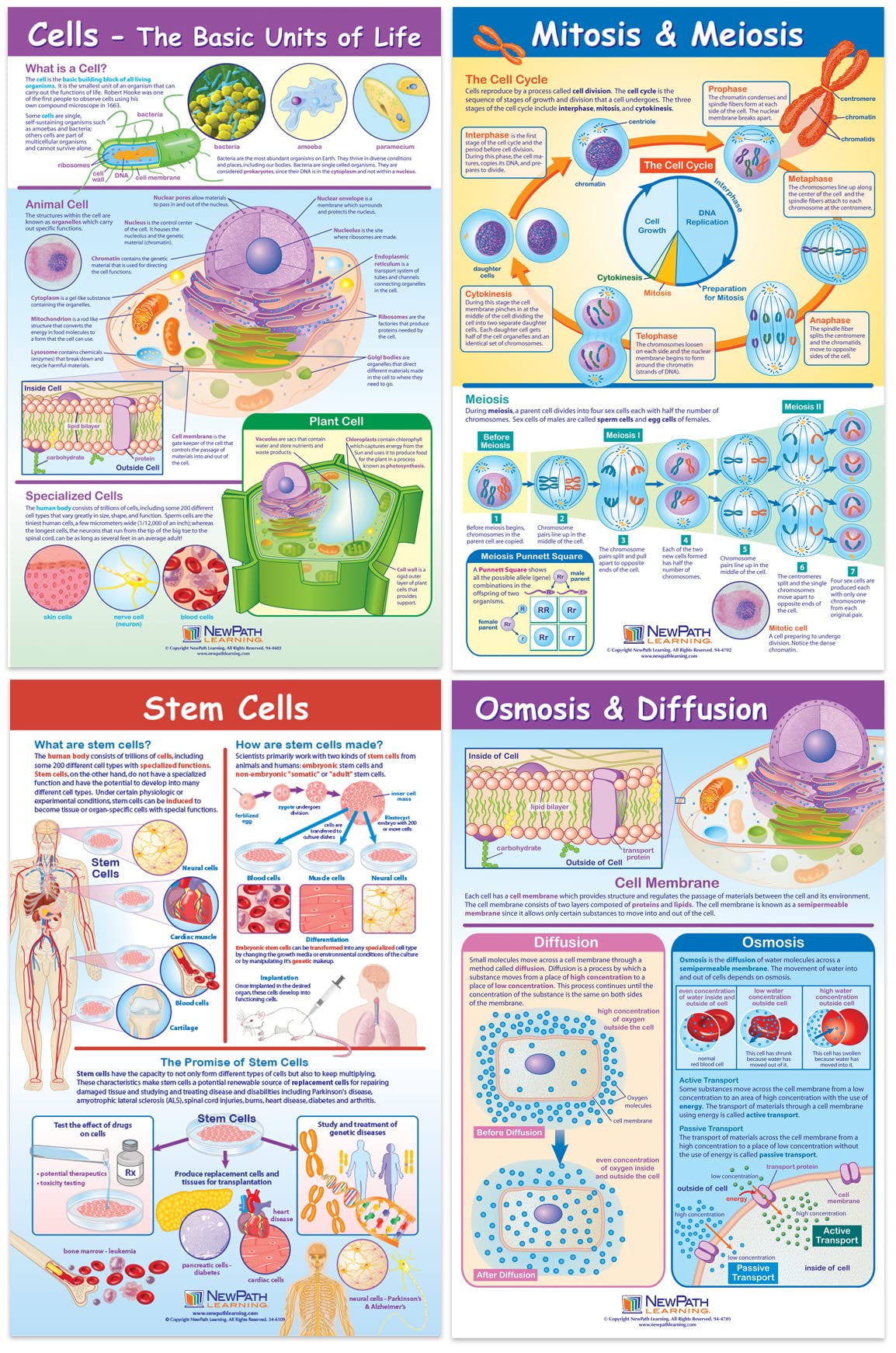 Mua NewPath Learning Structure & Processes Posters, Set/4 (Cells ...