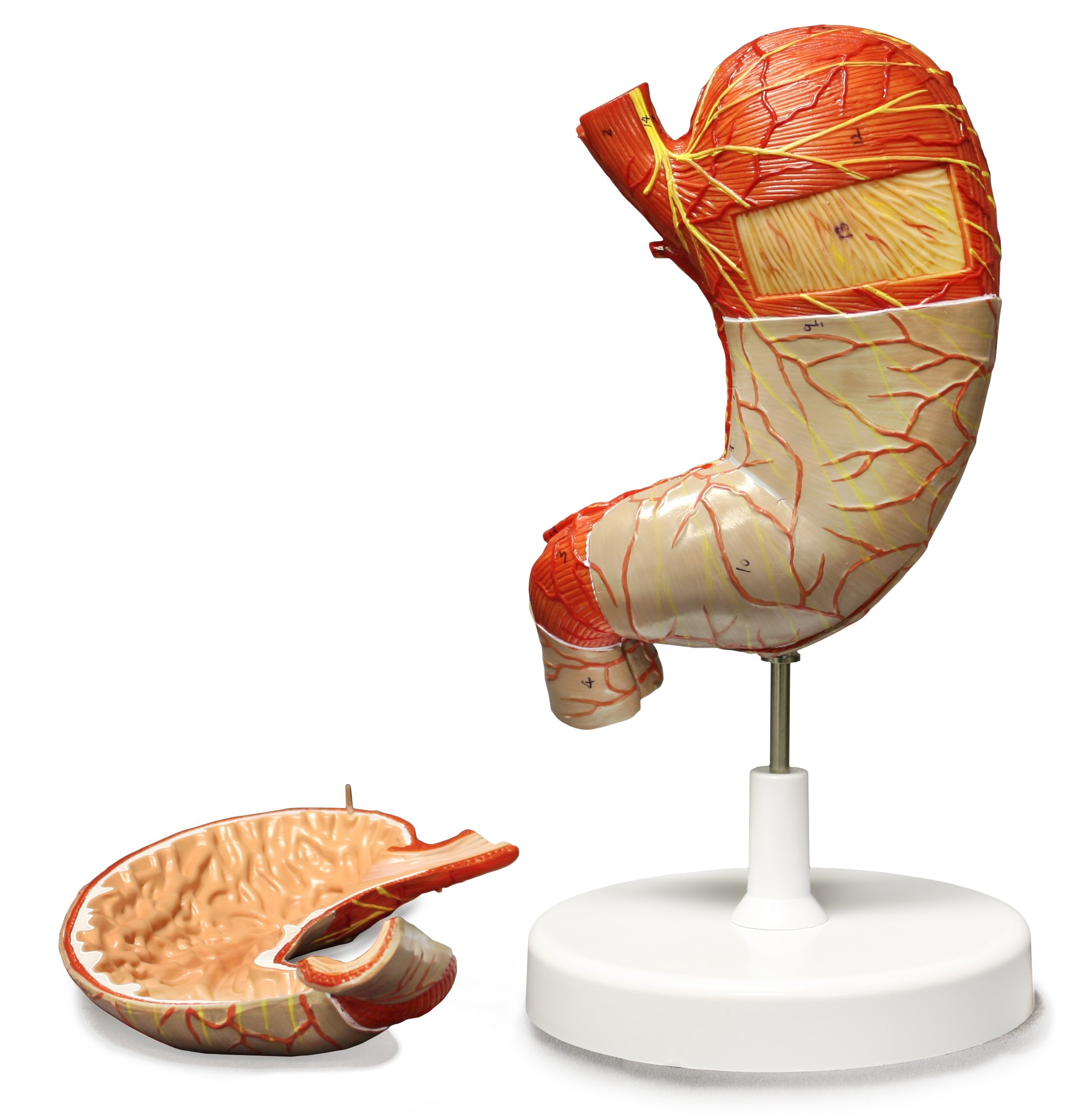 Mua Vision Scientific VAD440-N Stomach Model | 2X Life Size, 2 Parts ...