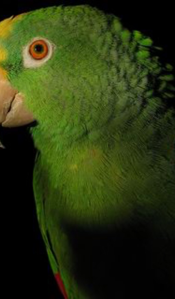 Amazon Parrot Wallpaper -- HD Wallpapers of Amazon Parrots!:Amazon.ca ...