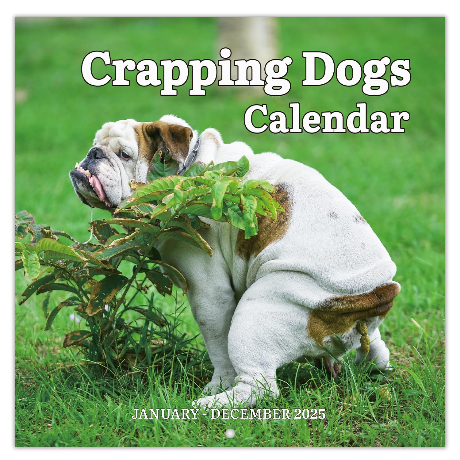 Mua 2025 Wall Calendar – 12 Monthly Pooping Dogs Calendar 2025, Funny ...
