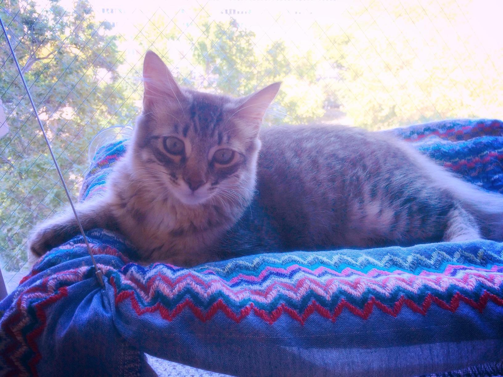 Pictures – Kitty Cot Original™