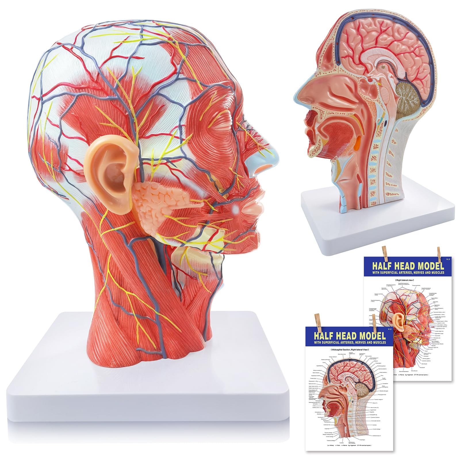 Mua NEW HORIZON Life Size Anatomical Head Model Skull,Human Half Head ...
