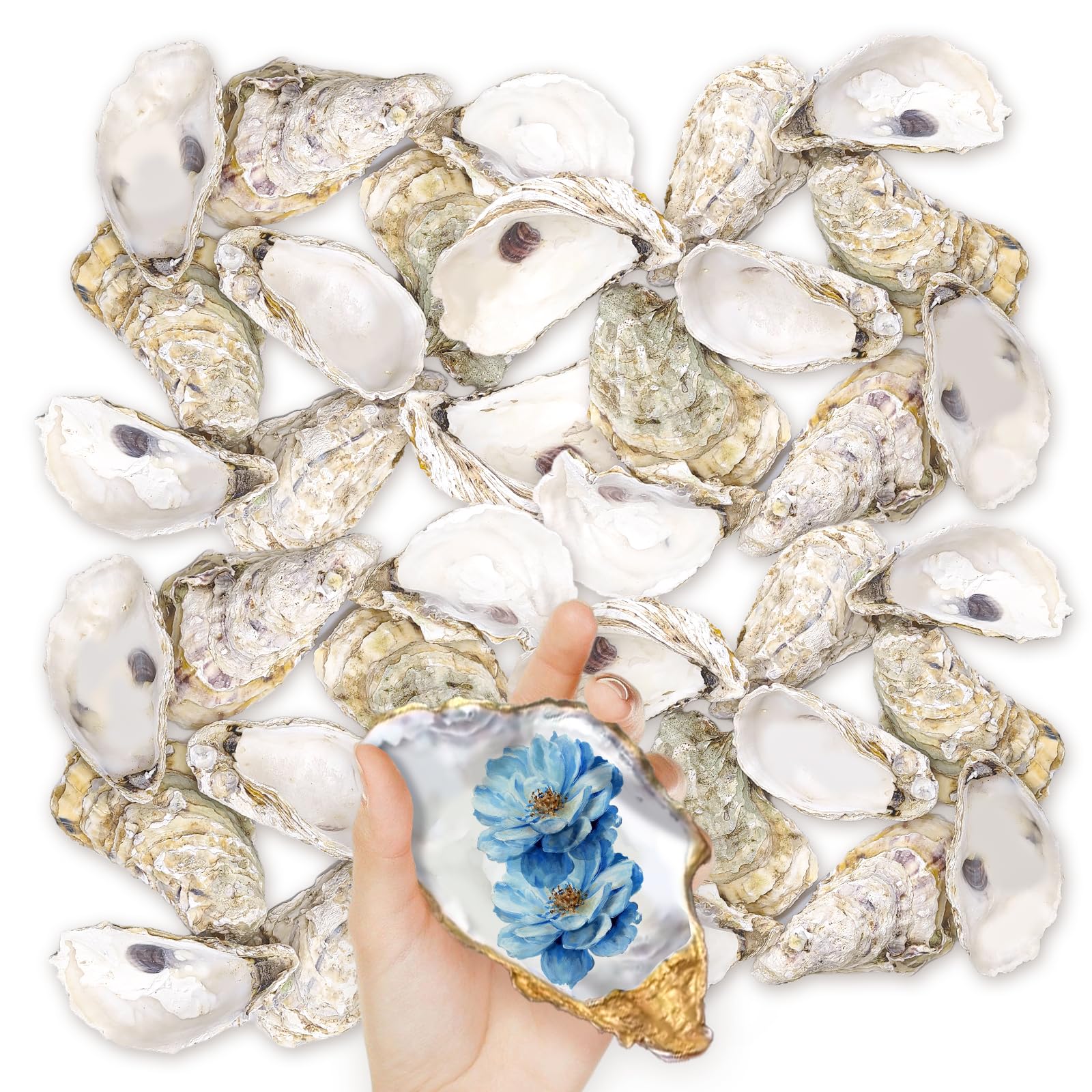 YOUKE OLA 36PCS Oyster Shells 5"-6" Large Oyster Shells Bulk Oyster ...