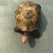 Amazon.com: Schleich Giant Tortoise: Schleich: Toys & Games