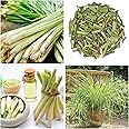 Amazon.com : 1500+ Lemongrass Seeds for Planting Non-GMO Heirloom Seeds ...
