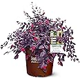 Amazon.com : 2 Gallon Southern Living Loropetalum Red Diamond Shrub ...