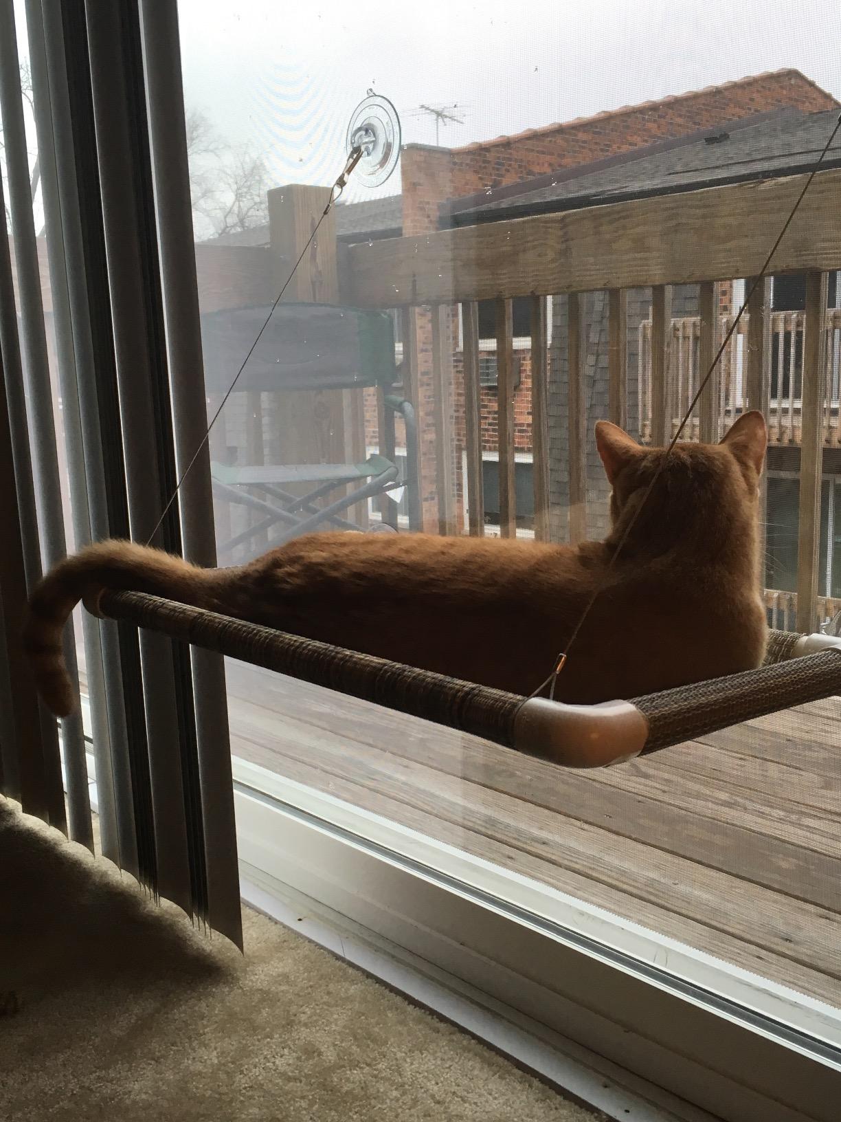 Pictures – Kitty Cot Original™