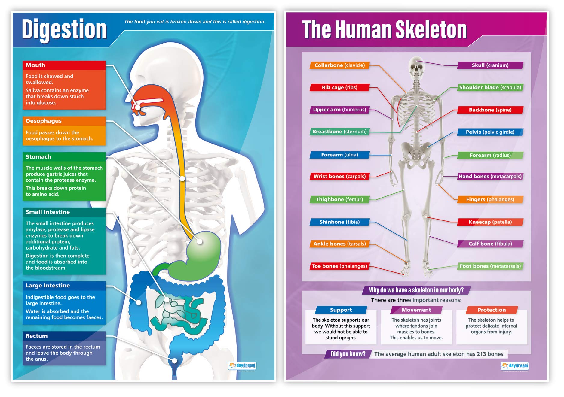 Mua Daydream Education Elementary Anatomy Science Posters - Set of 8 ...