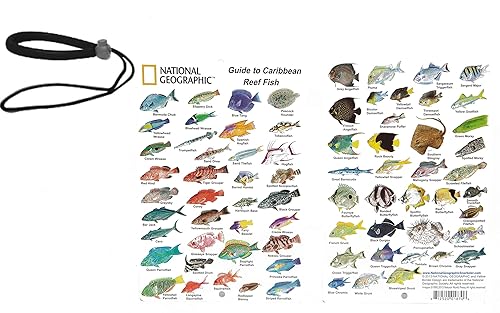 Caribbean Tropical Fish Identification Guide Reef Fish Identification