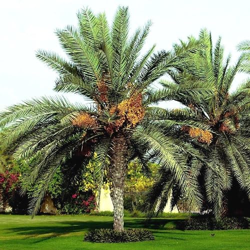Date Palm Fruit Florida Phoenix Dactylifera (Date Palm) – Garden