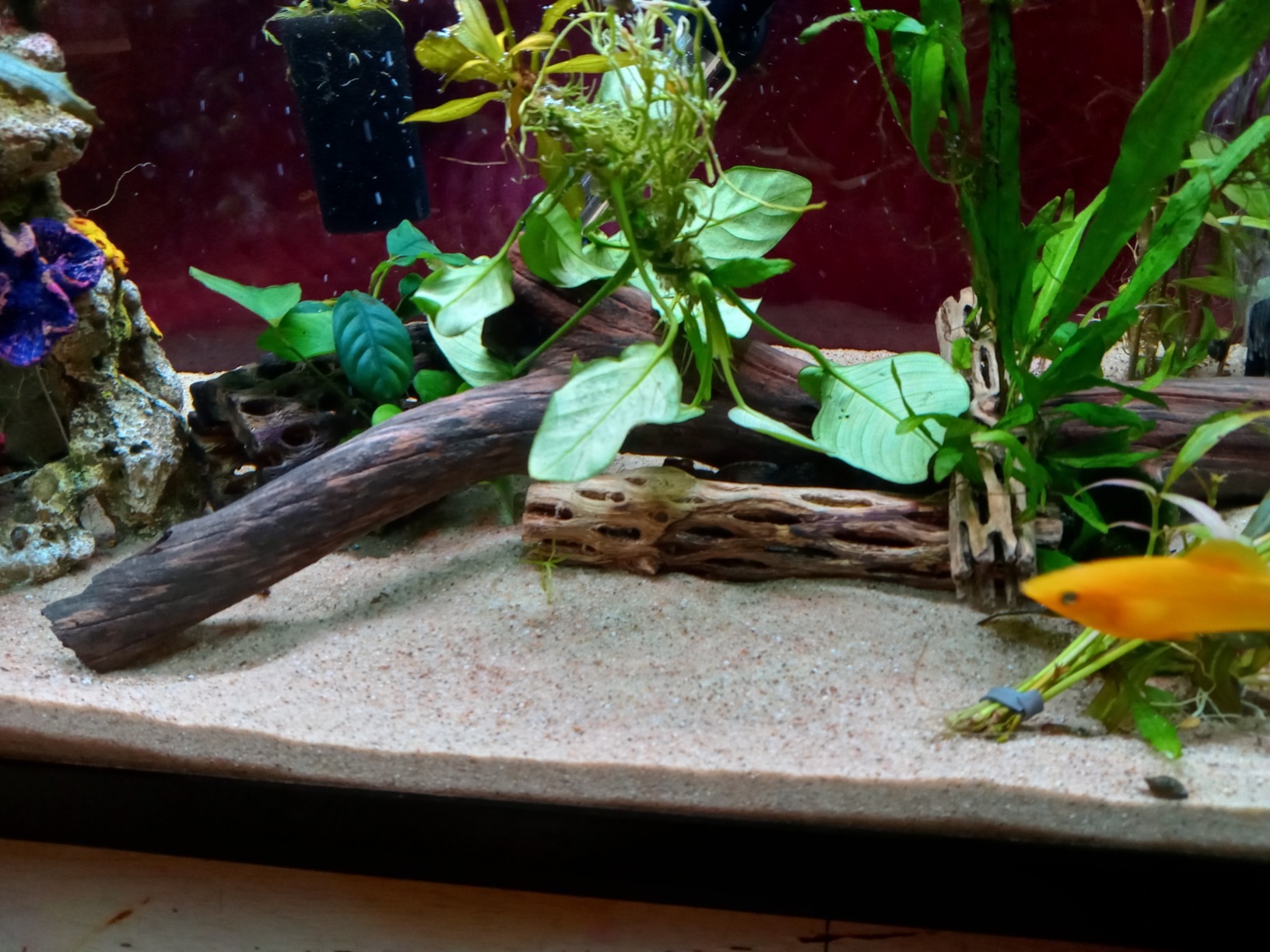 $9/mo - Finance Caribsea Super Naturals Aquarium Sand, 50-Pound ...