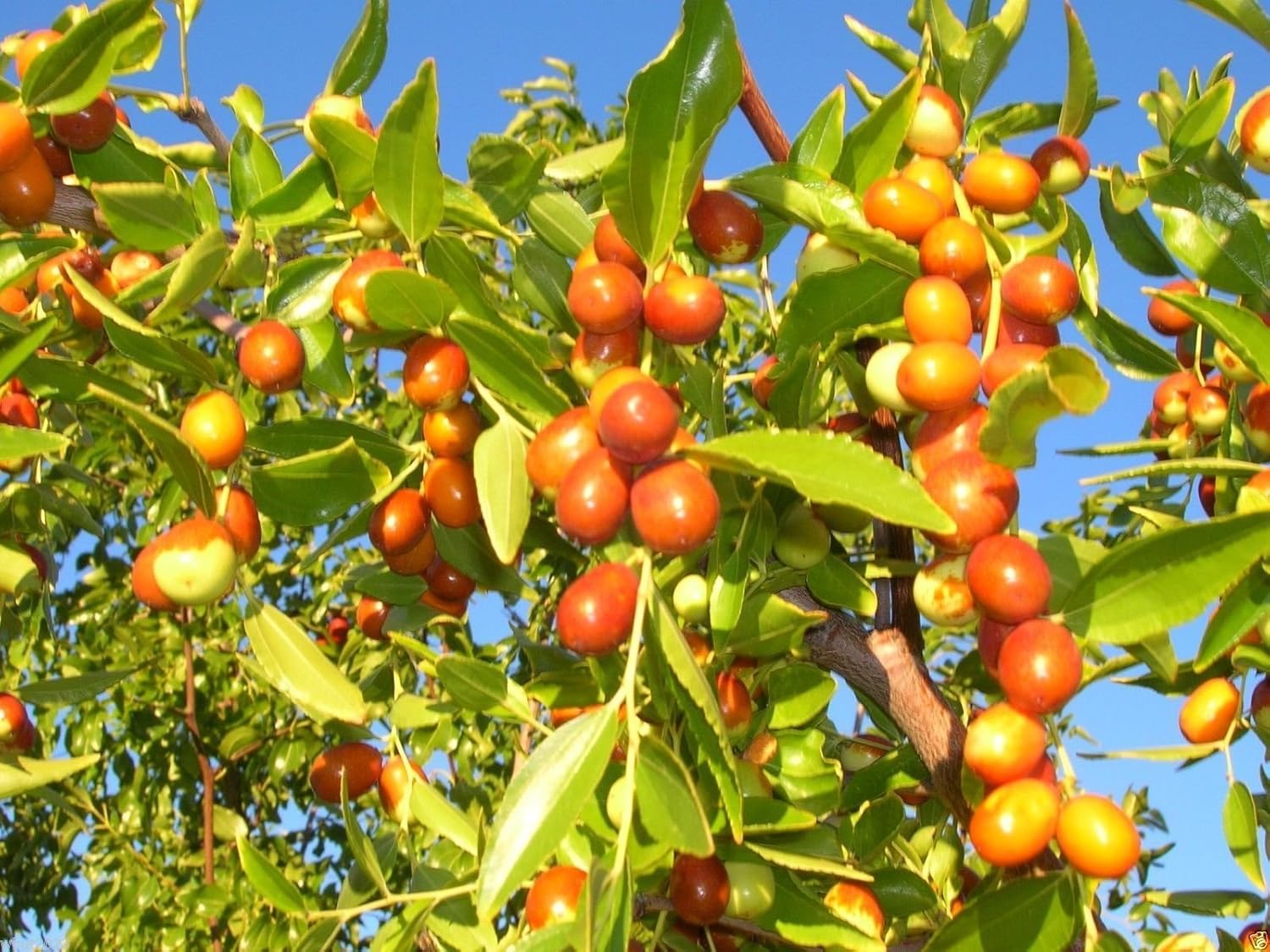 Amazon.com: Ziziphus Mauritiana (Indian Jujube)100 Seeds,Ber,Chinese ...