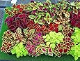 Amazon.com : 100 / bag blue Coleus seeds, beautiful flowering plants ...