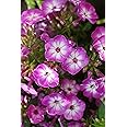 Amazon.com: Volcano Phlox - Phlox Volcano Purple w/ White Eye (Garden ...