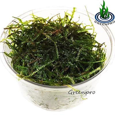 Greenpro Java Moss Live Freshwater Aquarium Plants Philippines | Ubuy
