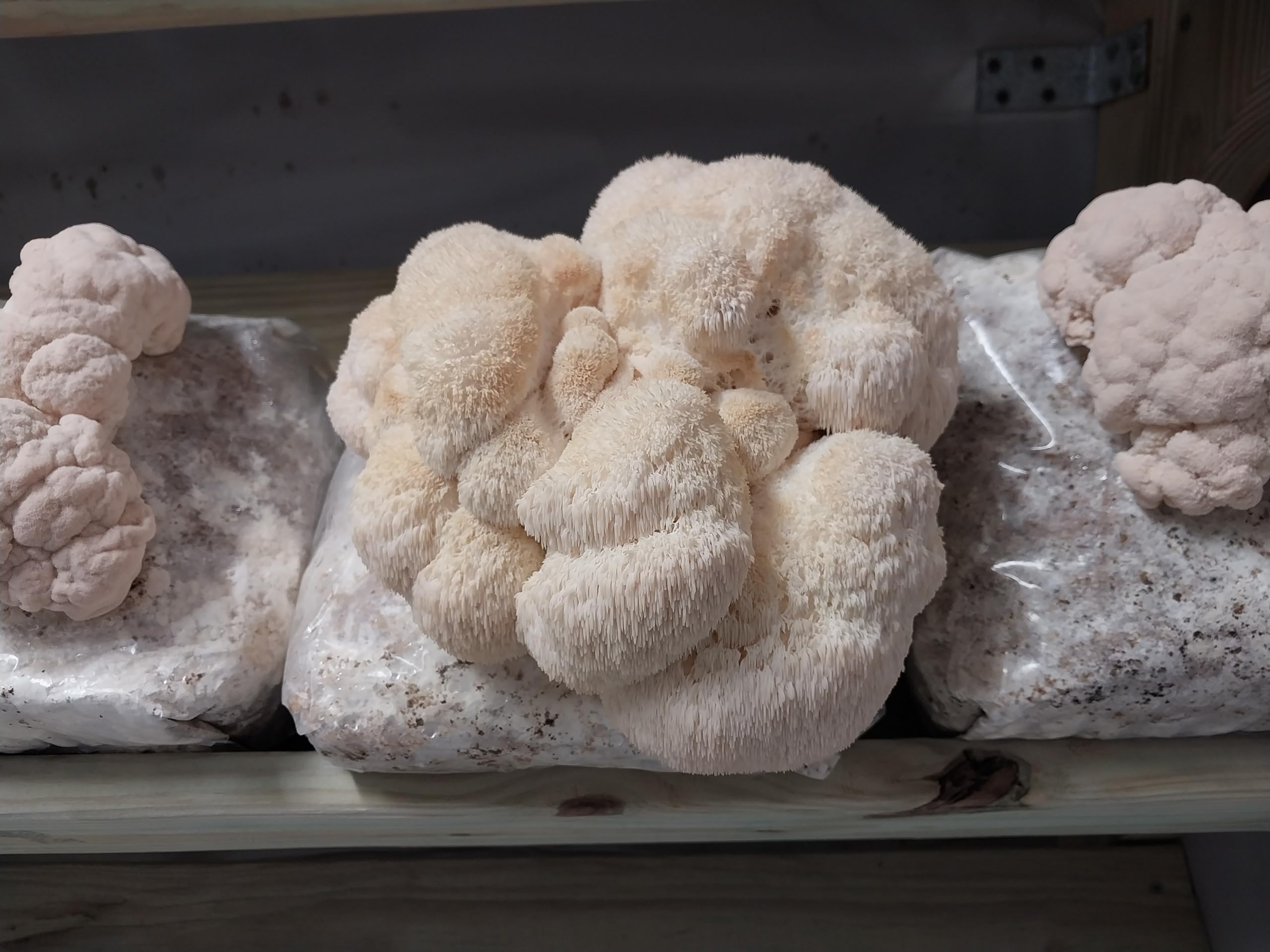 100 Lion's Mane Mushroom Plug Spawn To Grow Gourmet Medicinal Mushrooms ...