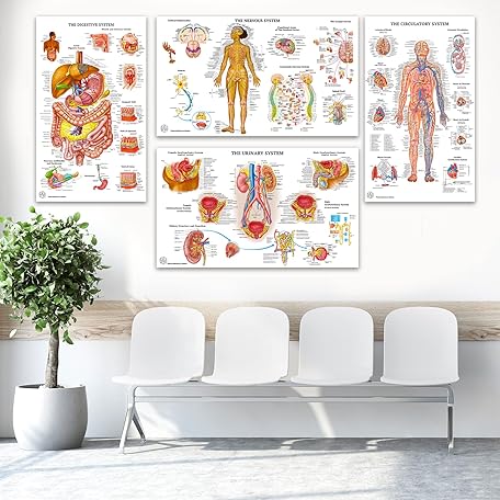 Mua 12 Human Anatomy Posters - Medical Posters, Circulatory, Skeletal ...