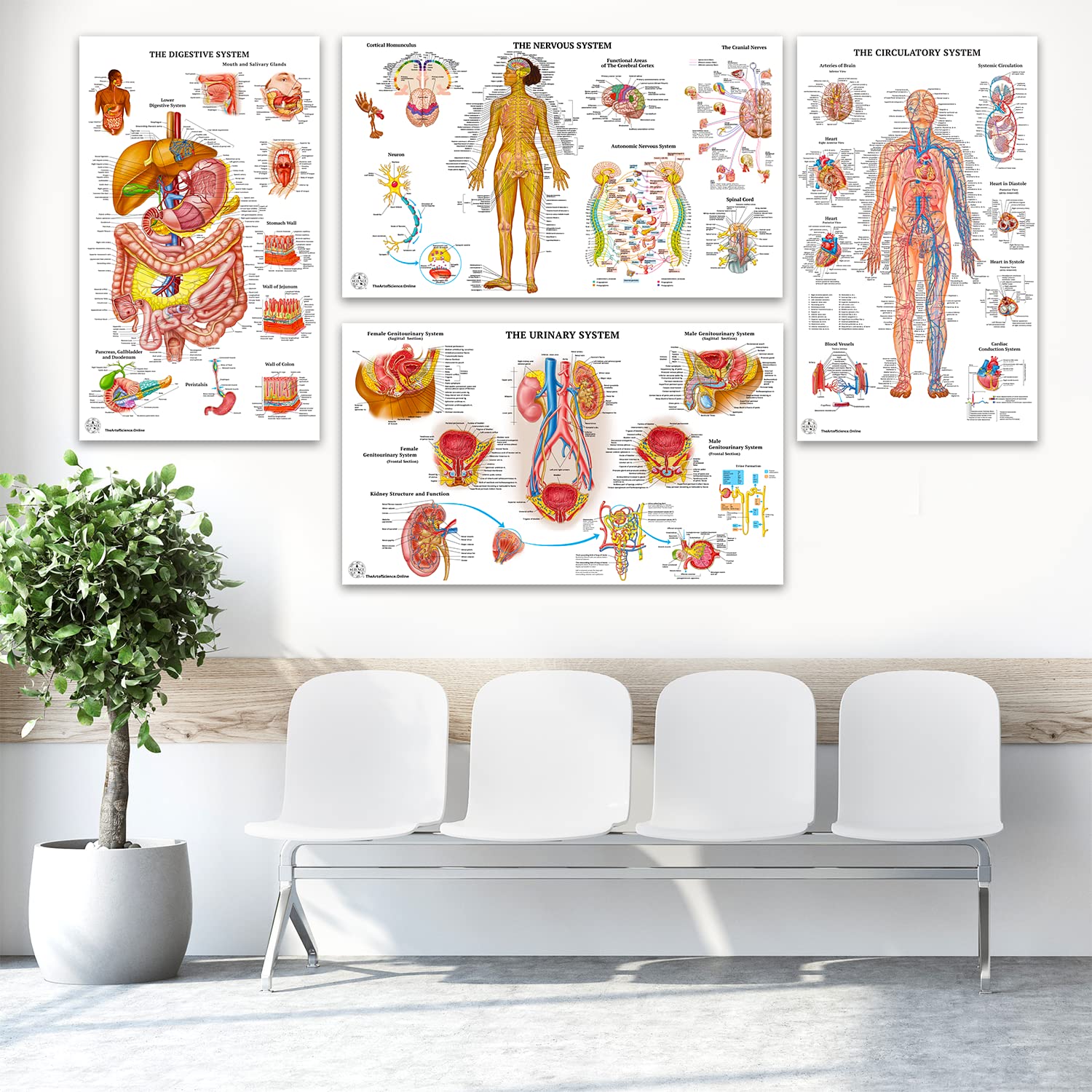 Mua 11 Human Anatomy Posters - Medical Posters, Skeletal, Male Female ...