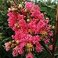 Amazon.com : TriStar Plants - Crape Myrtle Tuscarora - 1 Gallon Trade ...