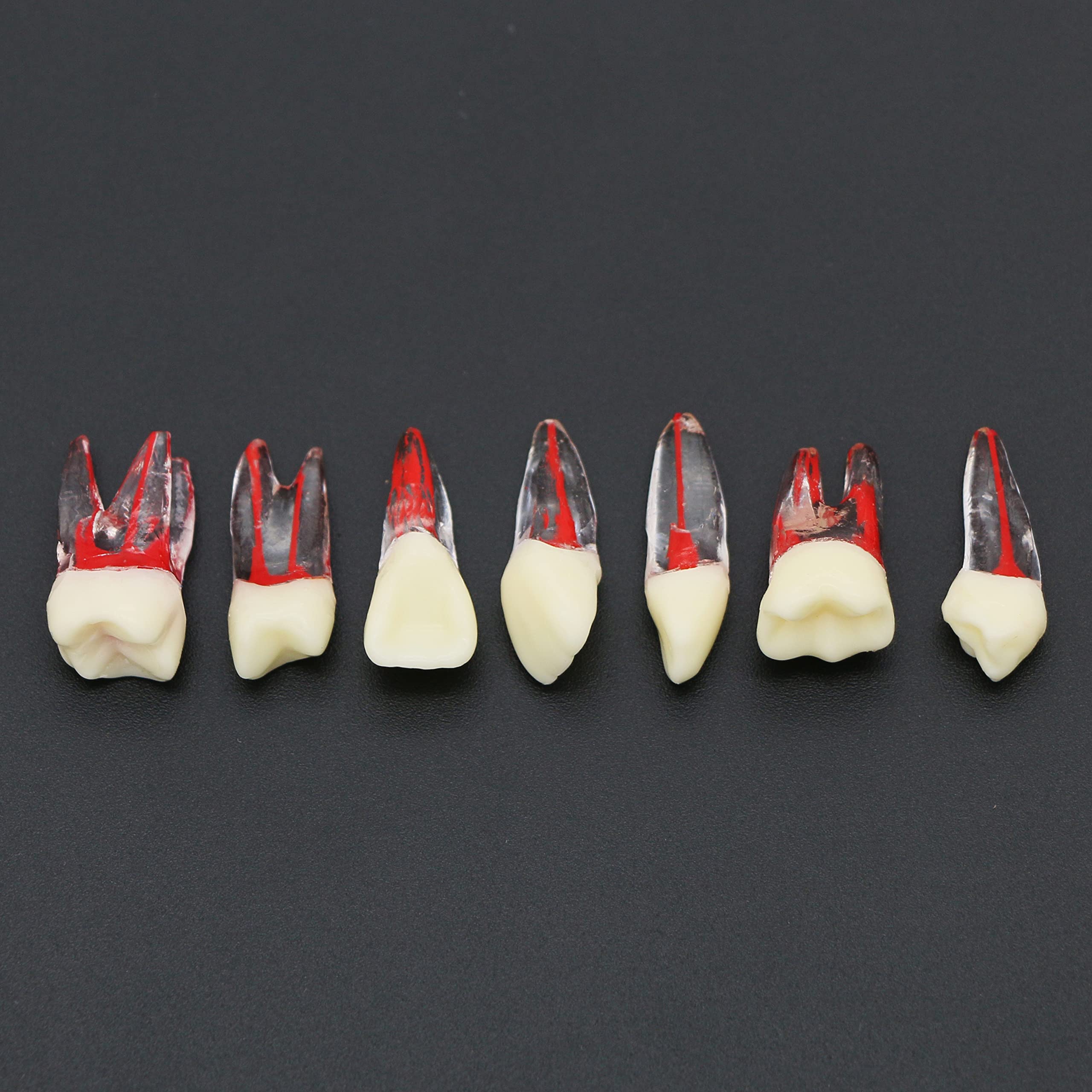 Mua 7Pcs Dental Endodontic Root Canal RCT Practice Endo Teeth Tooth ...