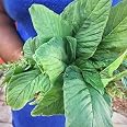 Amazon.com : QAUZUY GARDEN 100 Premium Jamaican Callaloo (Amaranthus ...