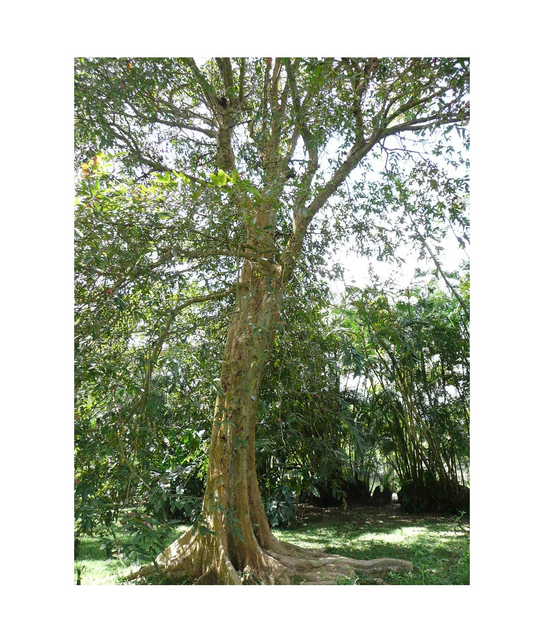 SEEDseller Terminalia arjuna Marudha maram, Neer maruthu Rare Seeds for ...