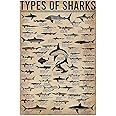 Amazon.com: Shark Knowledge Vintage Metal Tin Signs Types Of Sharks ...