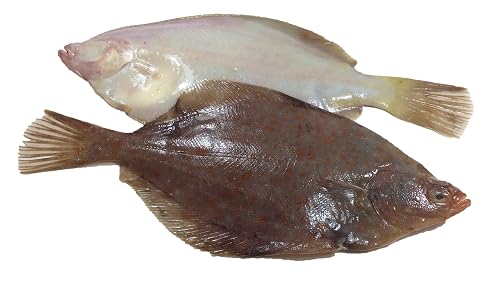 Red's Best, Whole Wild Yellowtail Flounder, 16oz in Kenya | Whizz Flounder