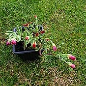 BALDUR-Garten Winterharte Eisblumen"Summer Mix", 3 Pflanzen Delosperma ...