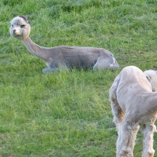 Baby Alpaca Wallpaper -- HD Wallpapers of Baby Alpaca!:Amazon.it:Appstore for Android